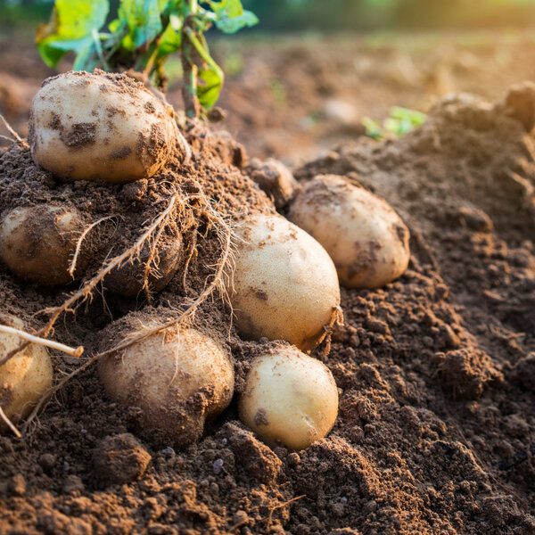 Wisconsin Potato Growers Report A Successful Harvest - MID-WEST FARM ...