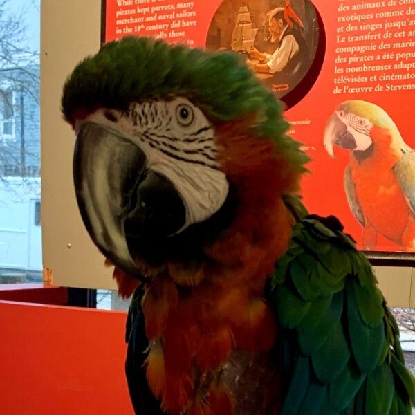 An Update On Merlin The Macaw - Halifax's MOVE 100.1 - Omny.fm