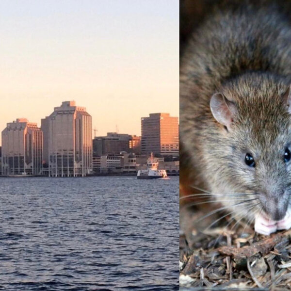 Atlantic Canada's rattiest cities in 2022 - here's where Halifax lands ...