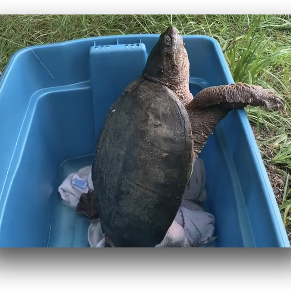 Find an injured turtle? Here's who can help in the Kingston area ...
