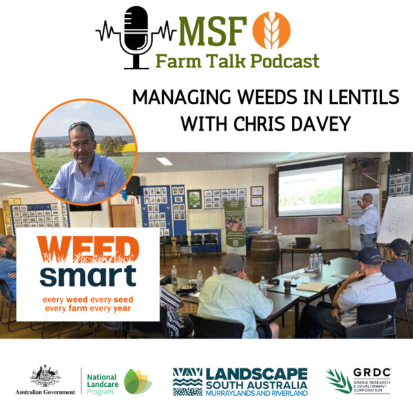 Managing weeds in lentils with Chris Davey, Weed Smart - MSF Farm Talk ...