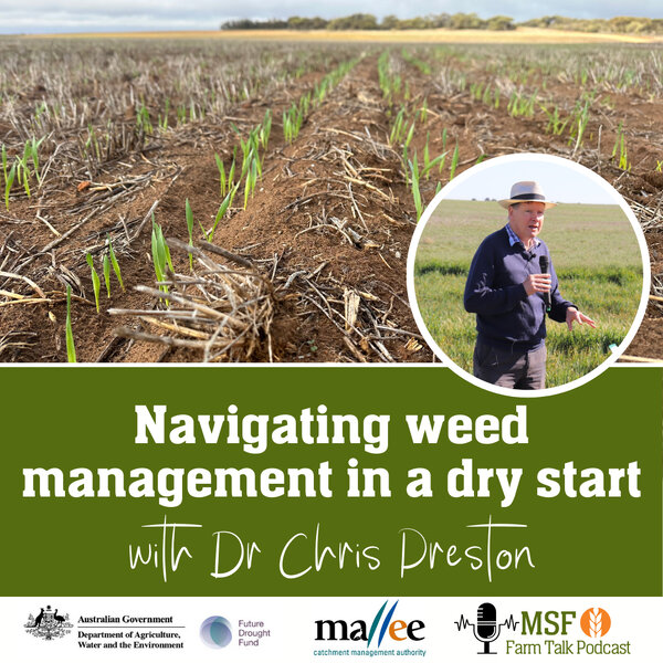Navigating weed management in a dry start - MSF Farm Talk - Omny.fm