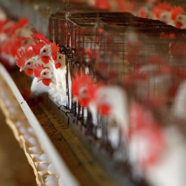 The Average Hen Lays A Lot Of Eggs Each Year! - New Country Mornings ...