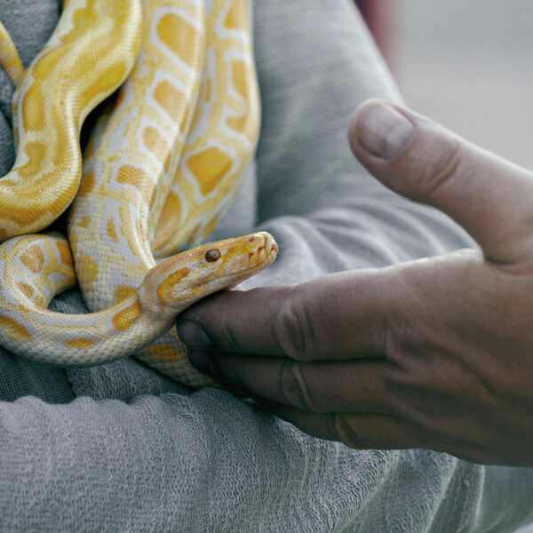 An Ontario man brought a python to family court. @JerryAgar1010 speaks ...