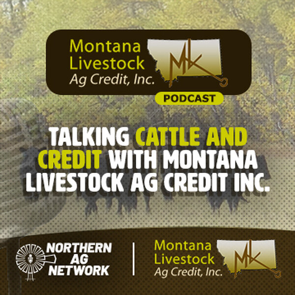 Talking Cattle and Credit with Montana Livestock Ag Credit Inc ...