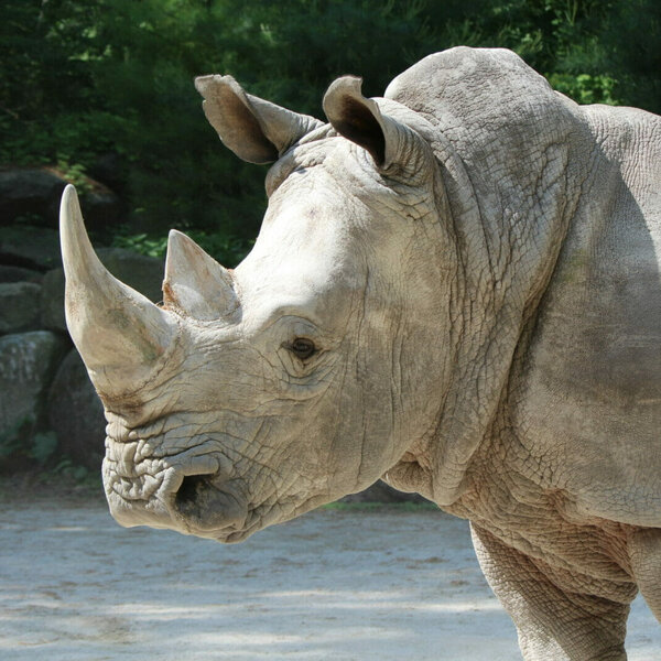 Wat word van John Hume se 2000 witrenosters? - Op en Wakker - Omny.fm