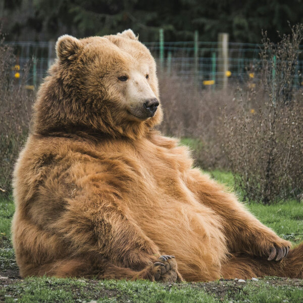 9 Very Important Facts About Bears - Part-Time Genius - Omny.fm