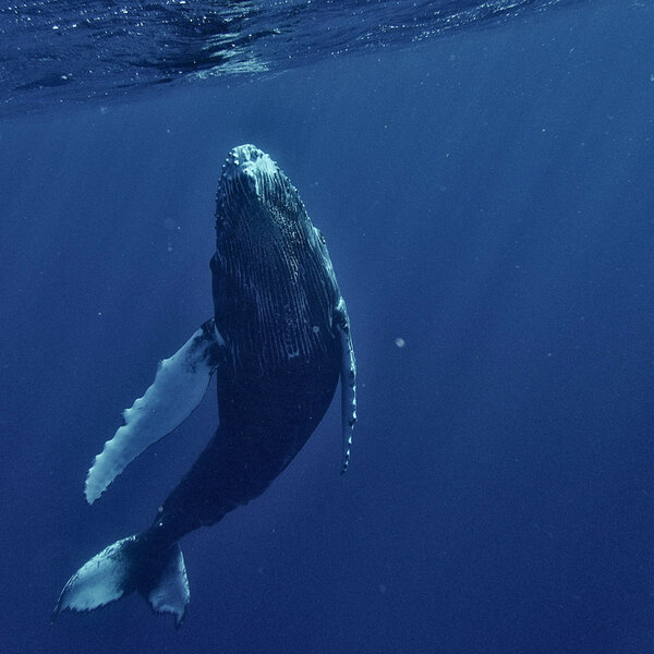Why Are Whales So Big? with Nick Pyenson! - Part-Time Genius - Omny.fm