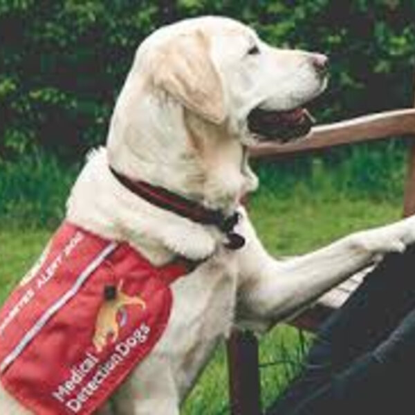 How Medical Alert Assistance Dogs support their owners and even reduce ...