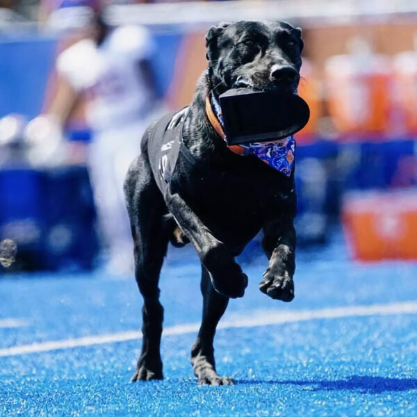 BLITZ: THE STORY BEHIND BOISE STATE'S TEE DOG/BOISE HAWKS' BAT DOG ...