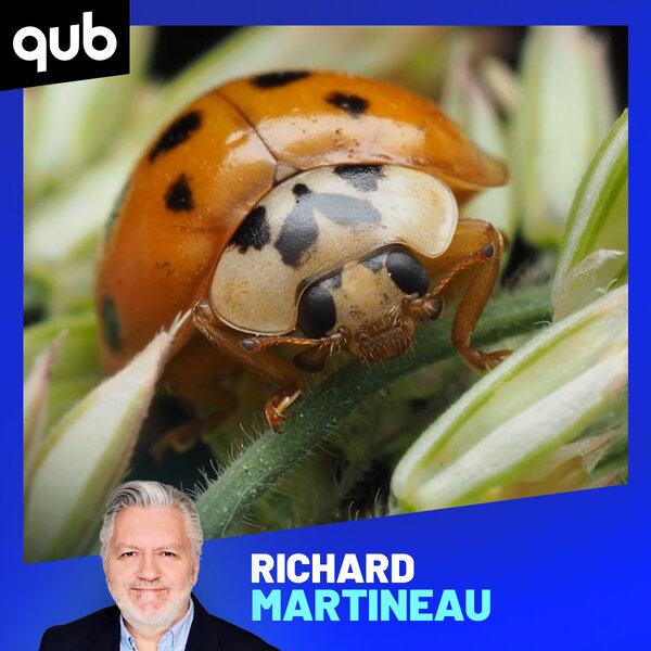 Espèce exotique envahissante: «Les coccinelles asiatiques volent de ...