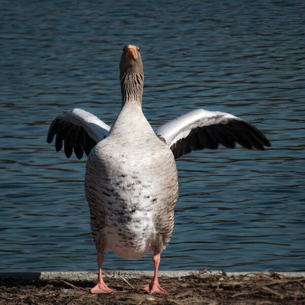 Aggressive goose. Friday the 13th. 1/3rd of people think the world will ...