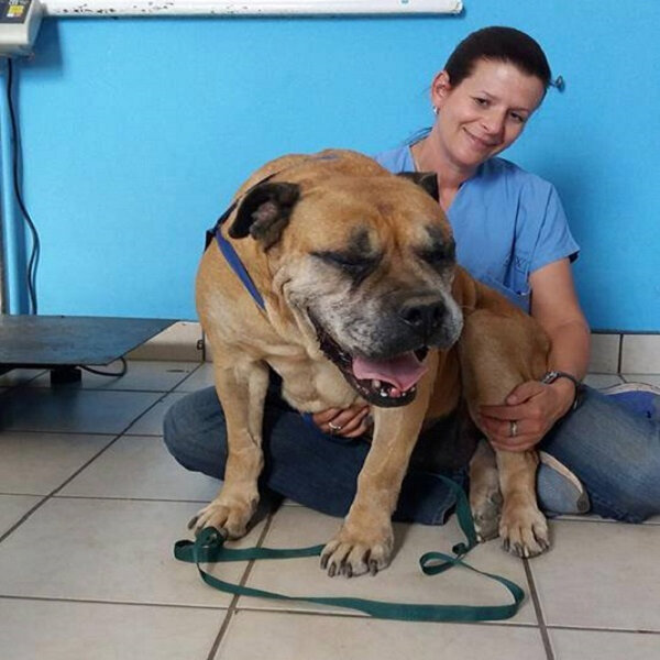 COMPASSION FATIGUE - Part One: Animal Welfare - SABC Joburg News ...