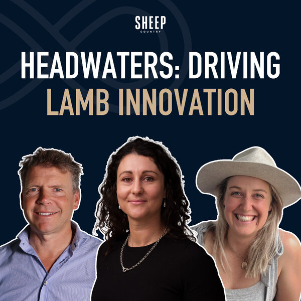 Episode 4 - Headwaters: Driving lamb innovation - SHEEP Country - Omny.fm