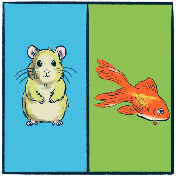 Hamsters vs. Goldfish: an adorable debate - Smash Boom Best: A funny ...