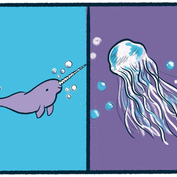 Narwhals vs. Jellyfish: A marine debate - Smash Boom Best: A funny ...