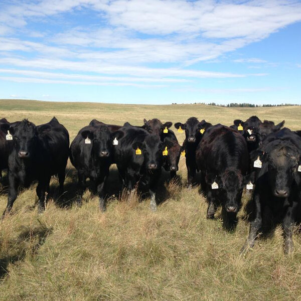 A North Dakota Livestock Association Donates $20,000 to the Great ...