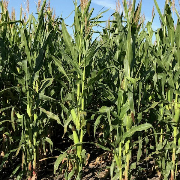 Farm Talk: North Dakota corn farmers take part in Senate Ag ...