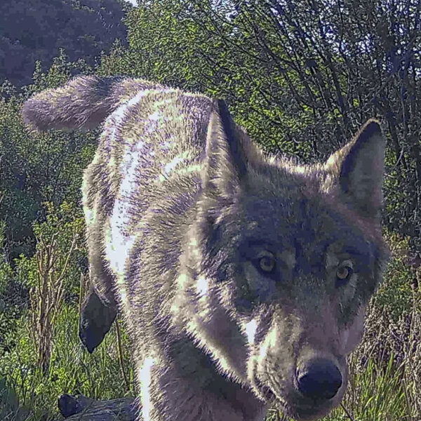 Wolves and wolverines: Colorado reintroduction plans under review - The ...