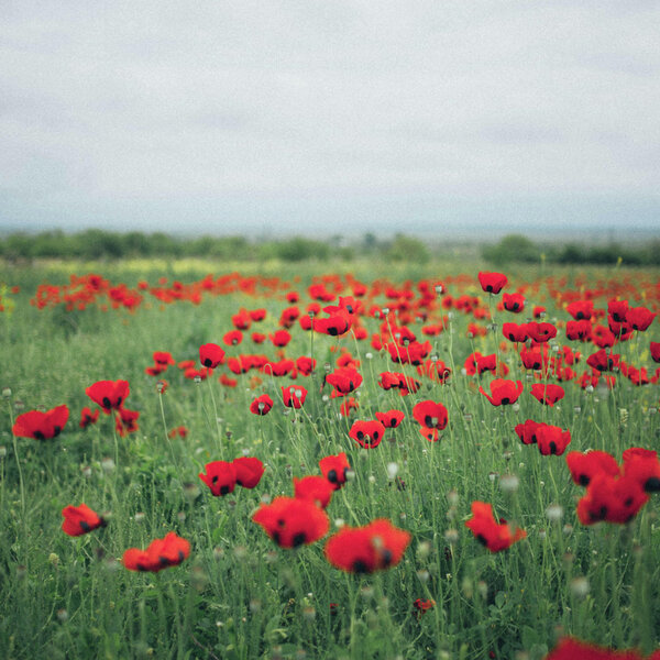 Meat Alternatives - Protest - Good looks get you jobs? - Poppies - The ...