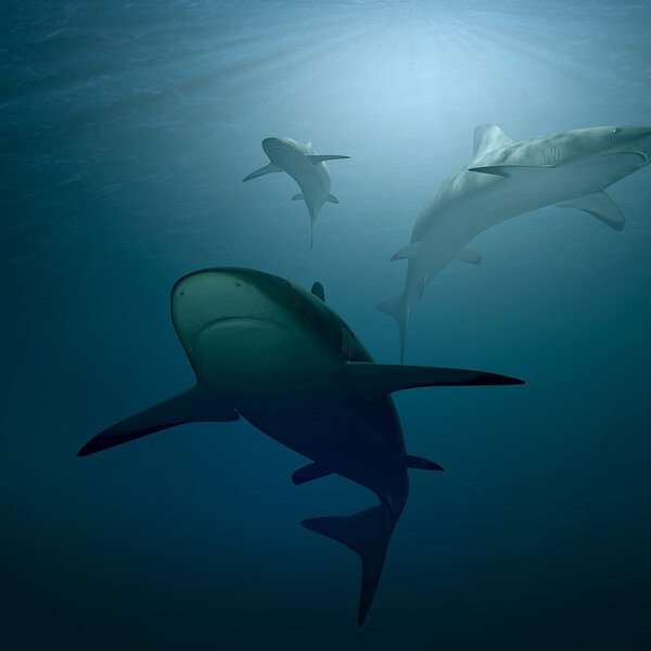 Shark attack in Perth's Swan River - The National Briefing - Omny.fm