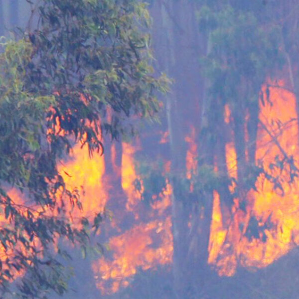 Victoria bushfire recovery boosted with $100m package - The National ...