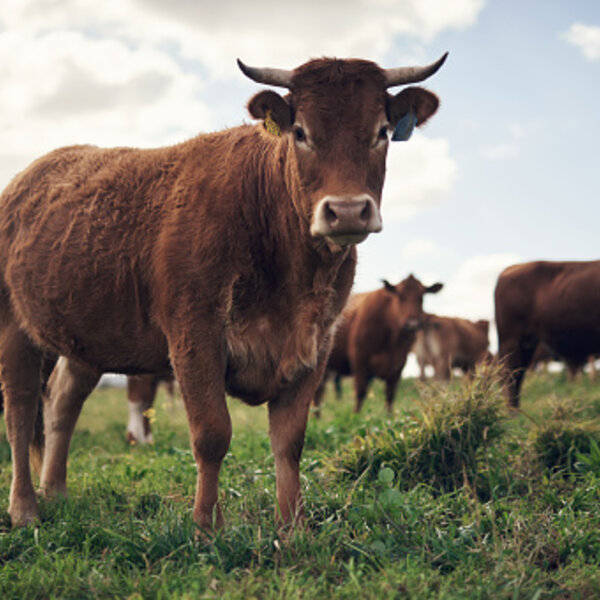 Countdown for Central Queensland's Beef Week 2024 is on - The ...