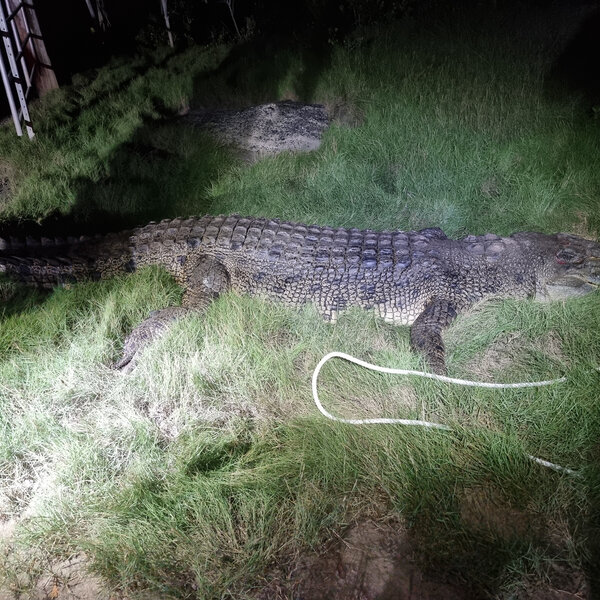 Dangerous croc shot dead in Mackay - The Queensland Briefing - Omny.fm