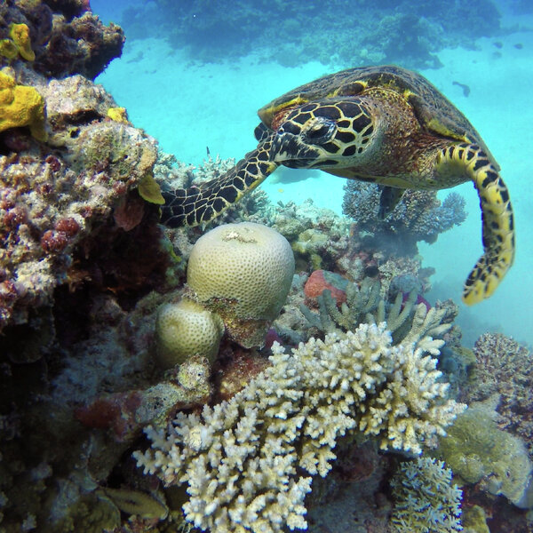 Fresh calls for more action to protect the Great Barrier Reef - The ...