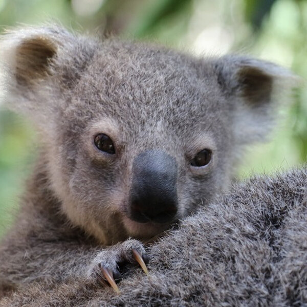 Green groups call for action to save koalas in path of mine expansion ...