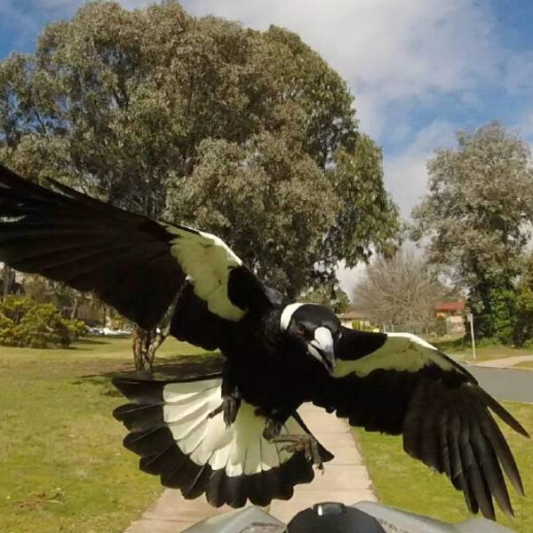 It's magpie swooping season in Central Queensland! - The Queensland ...