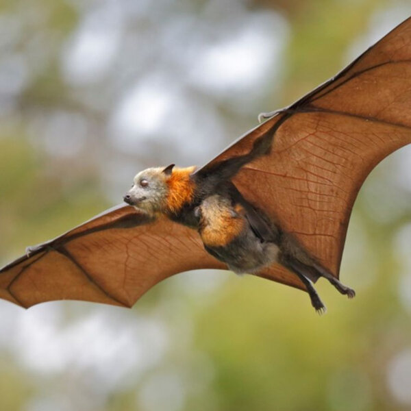 Mackay health officials alarmed at flying fox scratches, bites - The ...