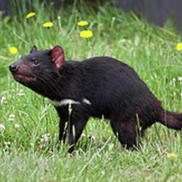 Mary the Tassie Devil goes missing from Paradise Country - The ...