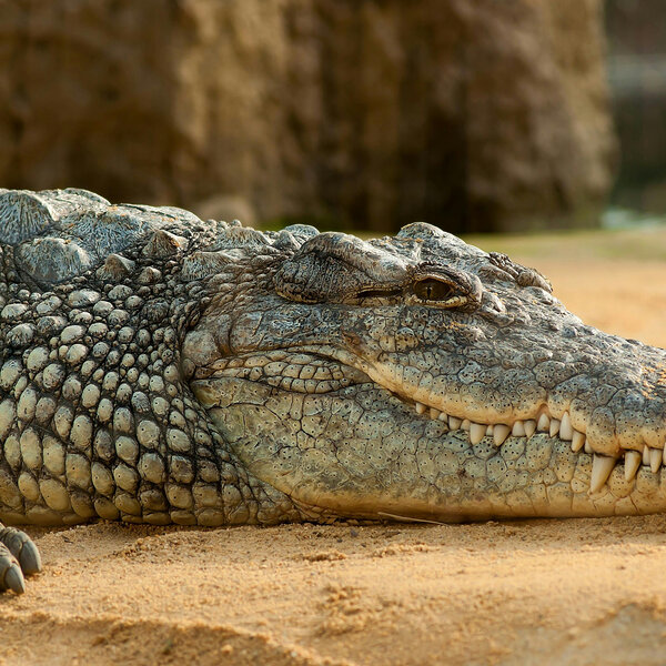 New plans unveiled on croc management - The Queensland Briefing - Omny.fm