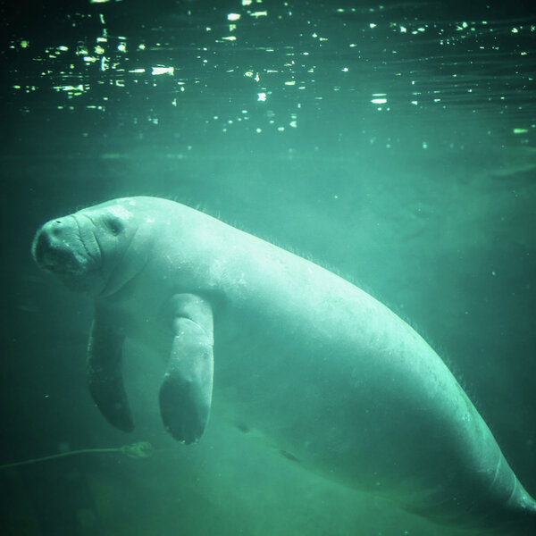 NQ Dugong population thriving compared to the south east - The ...