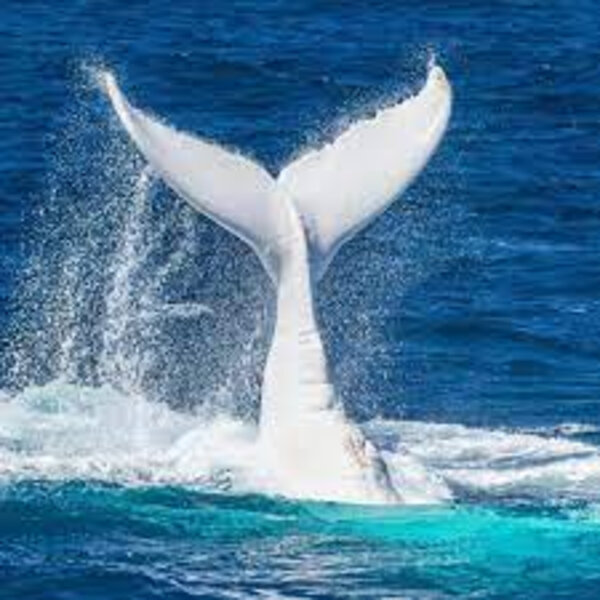 Rare vision of white humpback whale captured - The Queensland Briefing ...