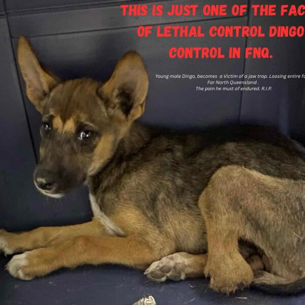 Rescue groups call for claw trap ban after dingo pup injury - The ...