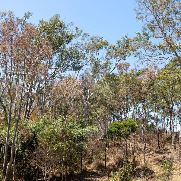 Tree vandals strike again at Point Vernon - The Queensland Briefing ...