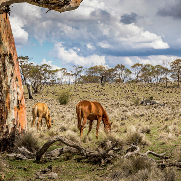 Brumby cull gets tick of approval - The Rural News - Omny.fm