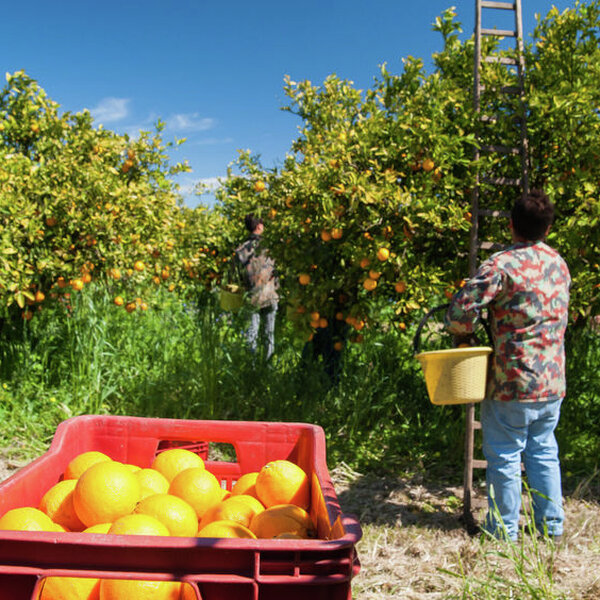 Citrus growers hopeful for a bumper season after ideal weather ...