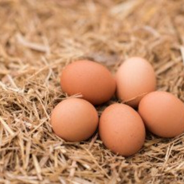 Egg Farmers Reducing Carbon Footprint - The Rural News - Omny.fm