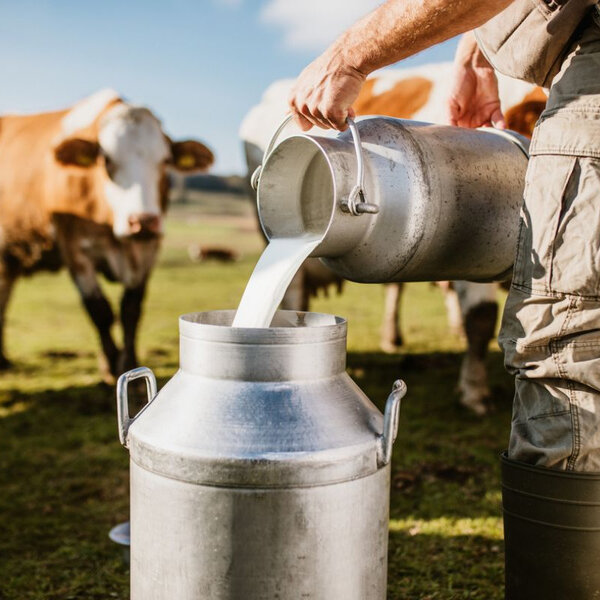 New milk season starts with a dip in production - The Rural News - Omny.fm