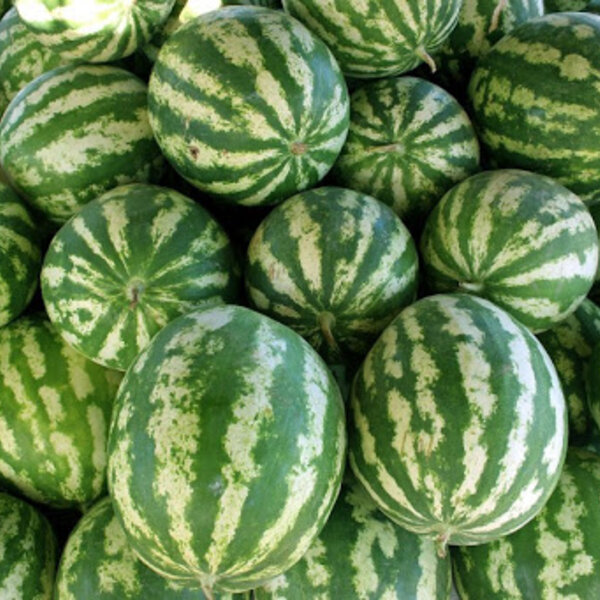 QR codes improving fruit traceability - The Rural News - Omny.fm