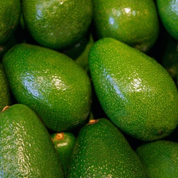 World first genome mapping for avocados - The Rural News - Omny.fm