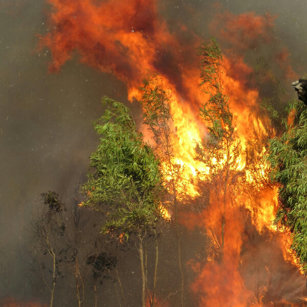 Total Fire Ban in the Lower South-East today - The South Australia ...
