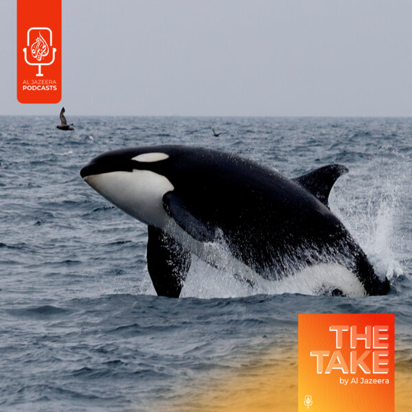 2023 in Review: ‘Orca uprising’: Why are orca whales targeting boats ...