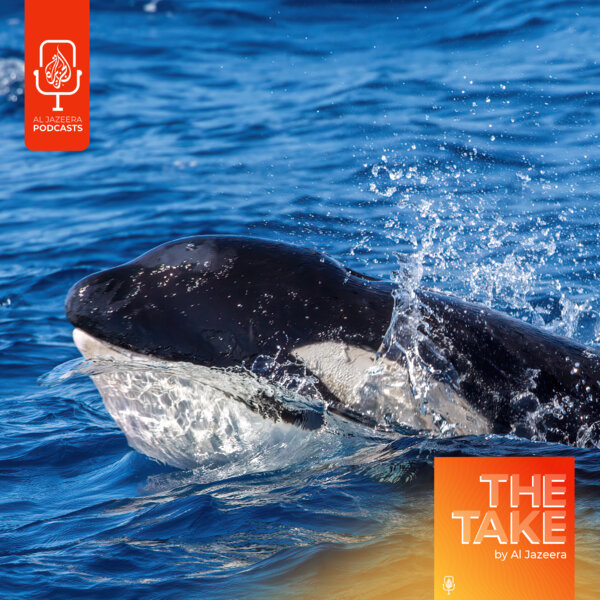 ‘Orca uprising’: Why are orca whales targeting boats? - The Take - Omny.fm