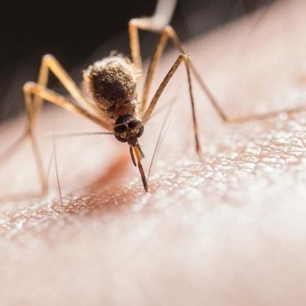 Tap for all you need to know about Japanese Encephalitis - The Victoria ...