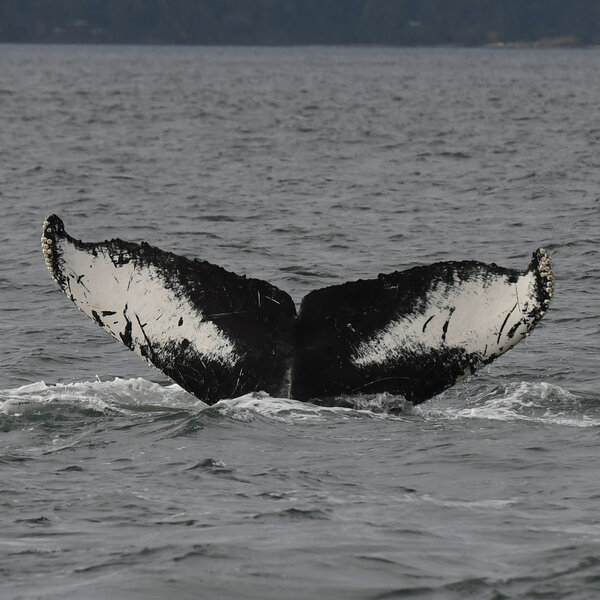 The Humpback comeback: Vancouver's whales come home - The Wild with ...