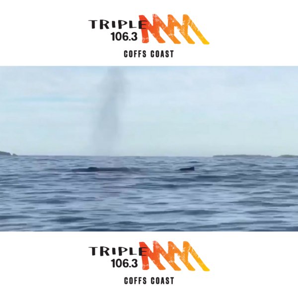 Tim Moon shares his Whale story with Moffee - Moffee In The Morning ...